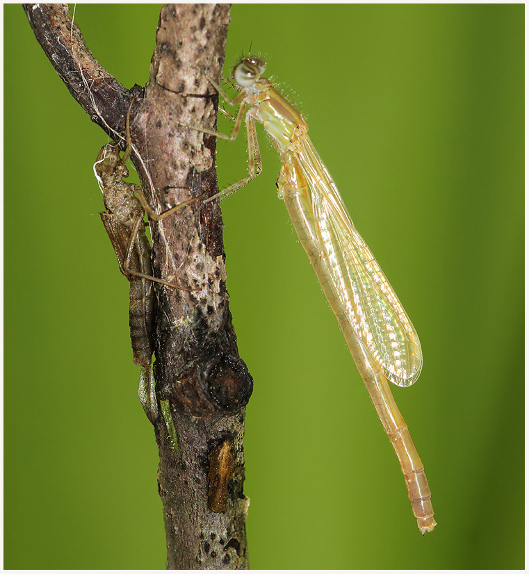 Kent Dragonflies: Newly Emerged Azure Damselfly Kent Dragonflies: Newly Emerged Azure Damselfly