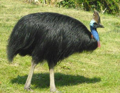 IMÁGENES Y FOTOS DE ANIMALES: Casuario