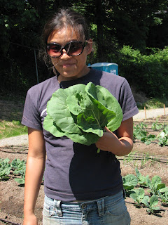 Harvests Begin at the Seattle Community Farm - Solid Ground