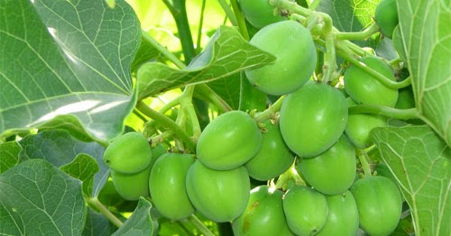 Khasiat Tanaman Biji Jarak - Media Edukatif