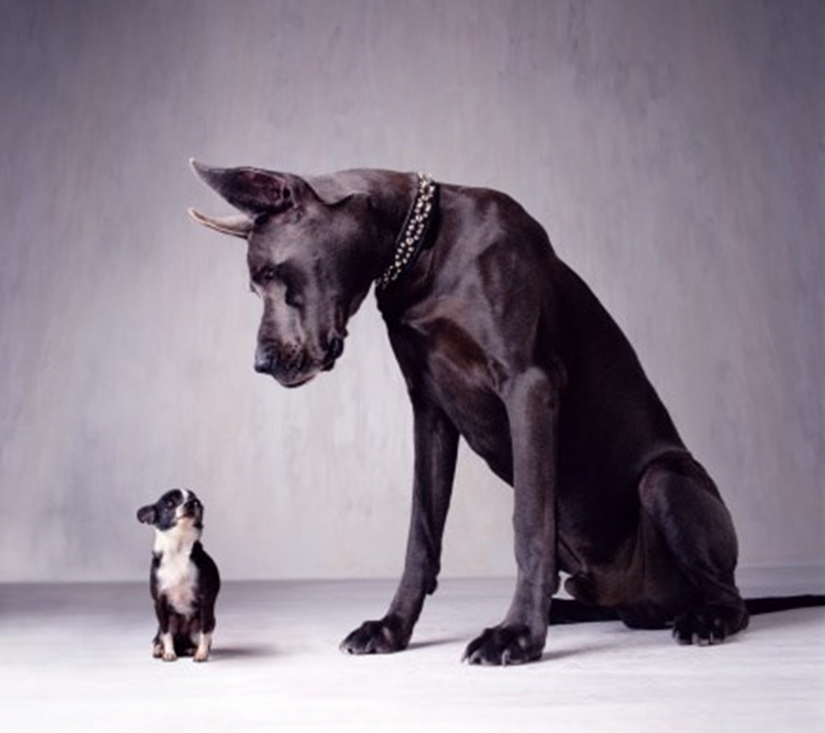 NUNCAJAMAS COCKER: ¿POR QUÉ HAY TANTA VARIEDAD DE PERROS?