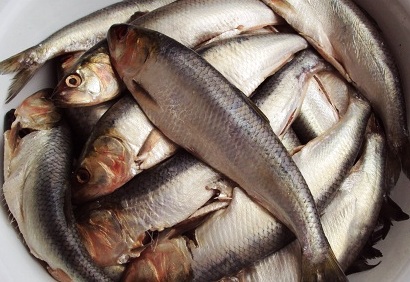 Incursiuni prin gastronomie: Marinată de scrumbie de Dunăre