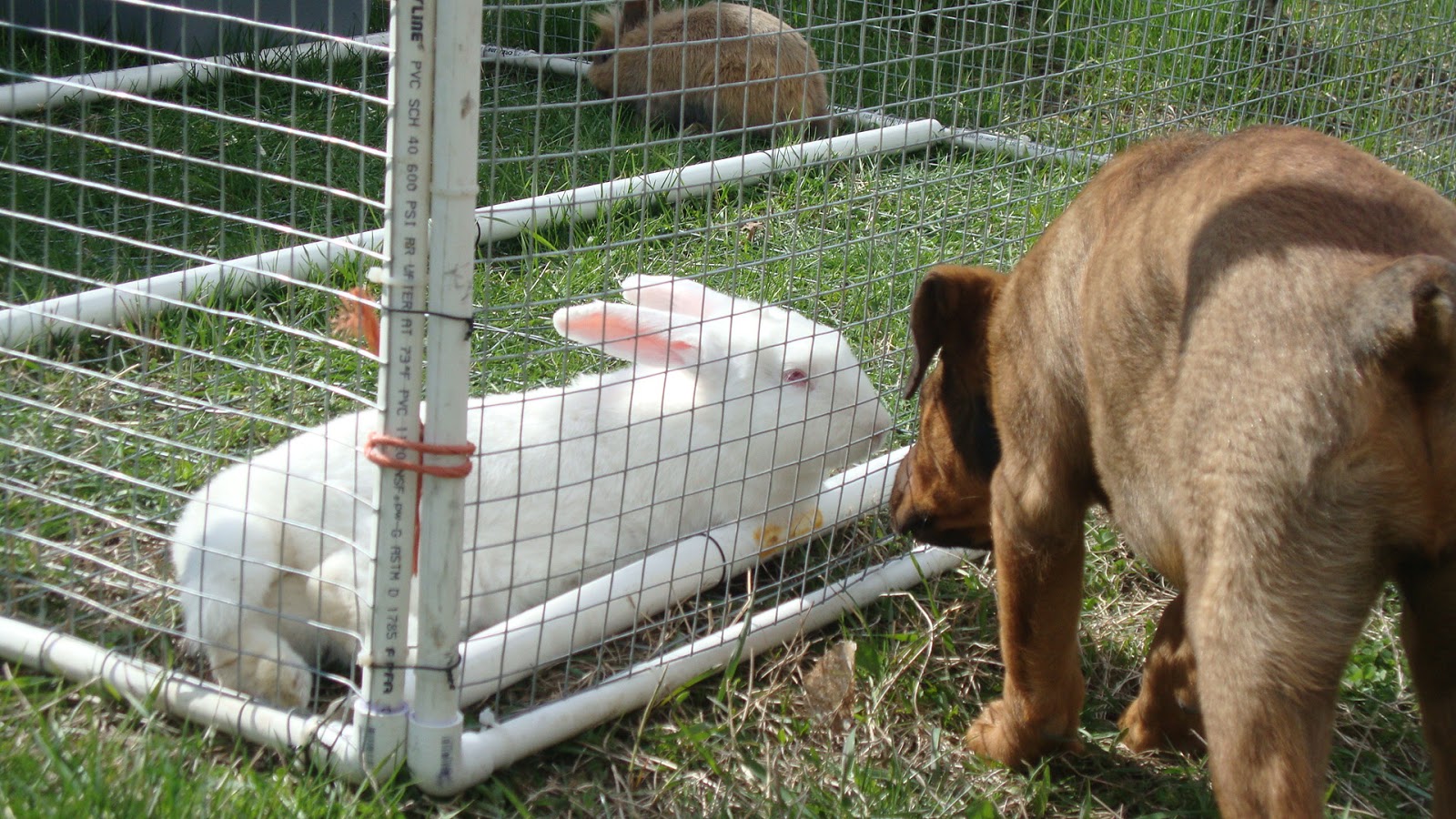 Diy Pvc Rabbit Tractor at Jasper Butler blog