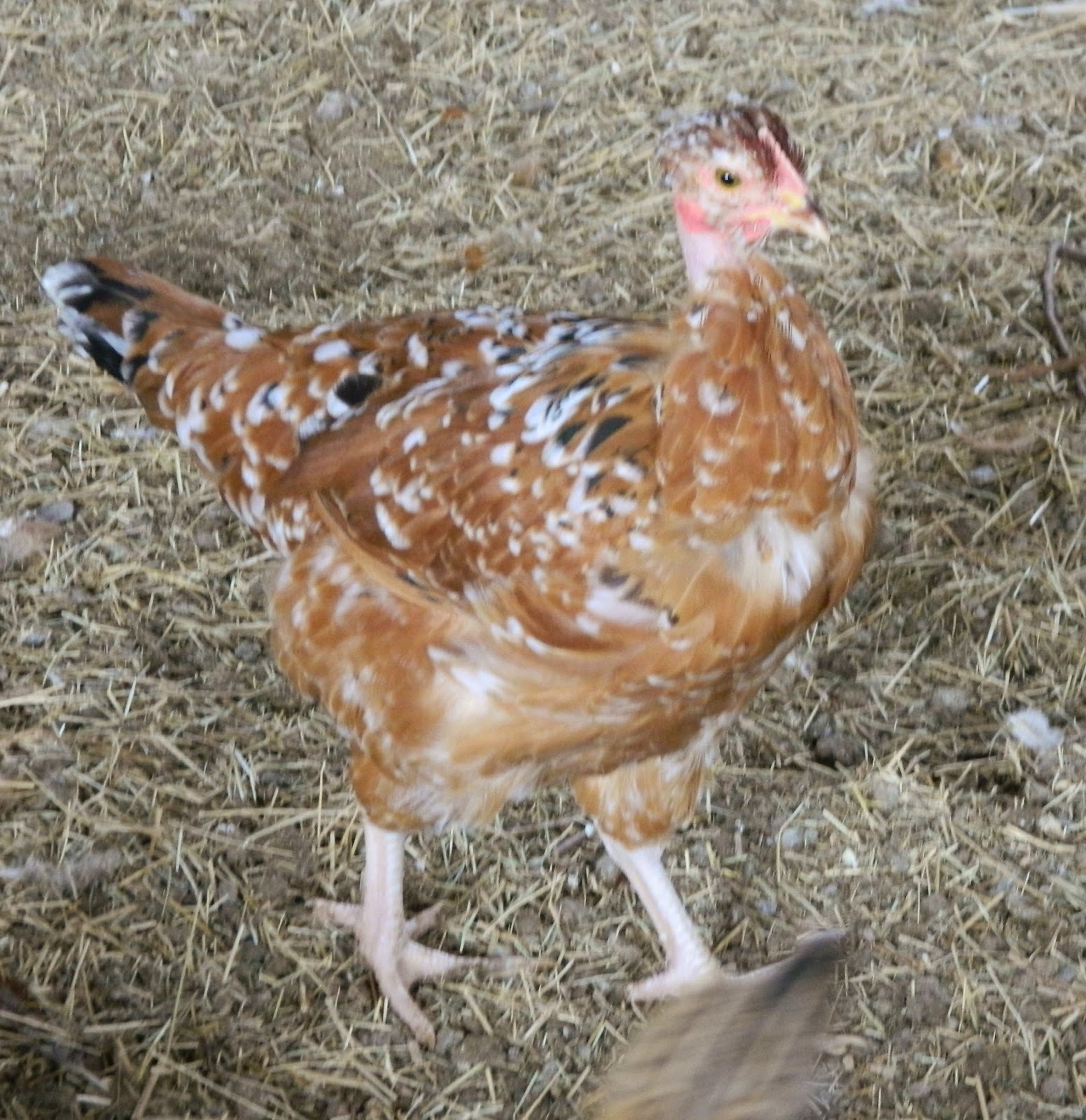 Aloha Chickens: Turken Alohas!