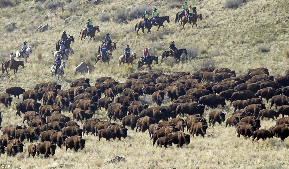 White Wolf : 1,300 genetically pure bison pound through park at annual ...