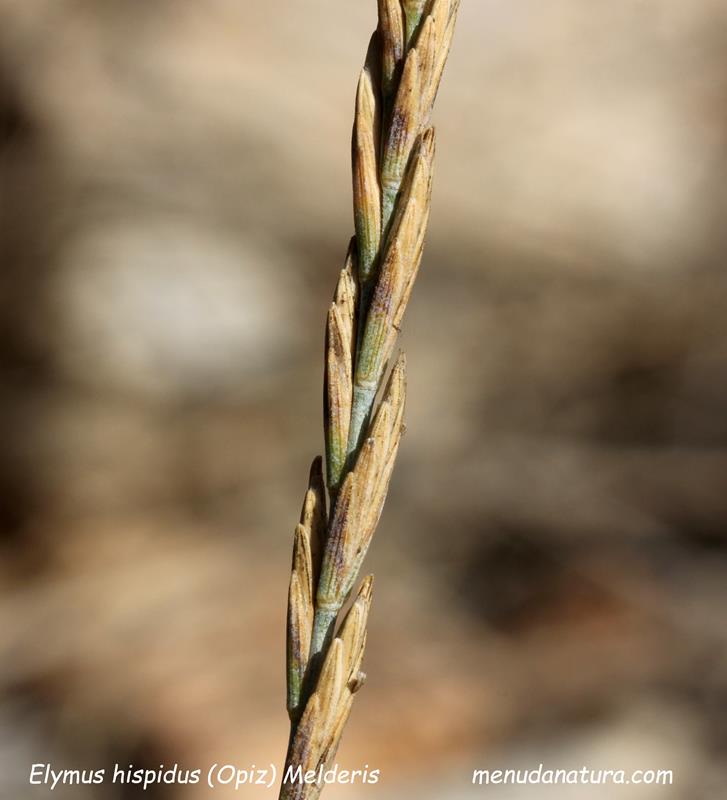 Menuda Natura: Elymus hispidus (Opiz) Melderis