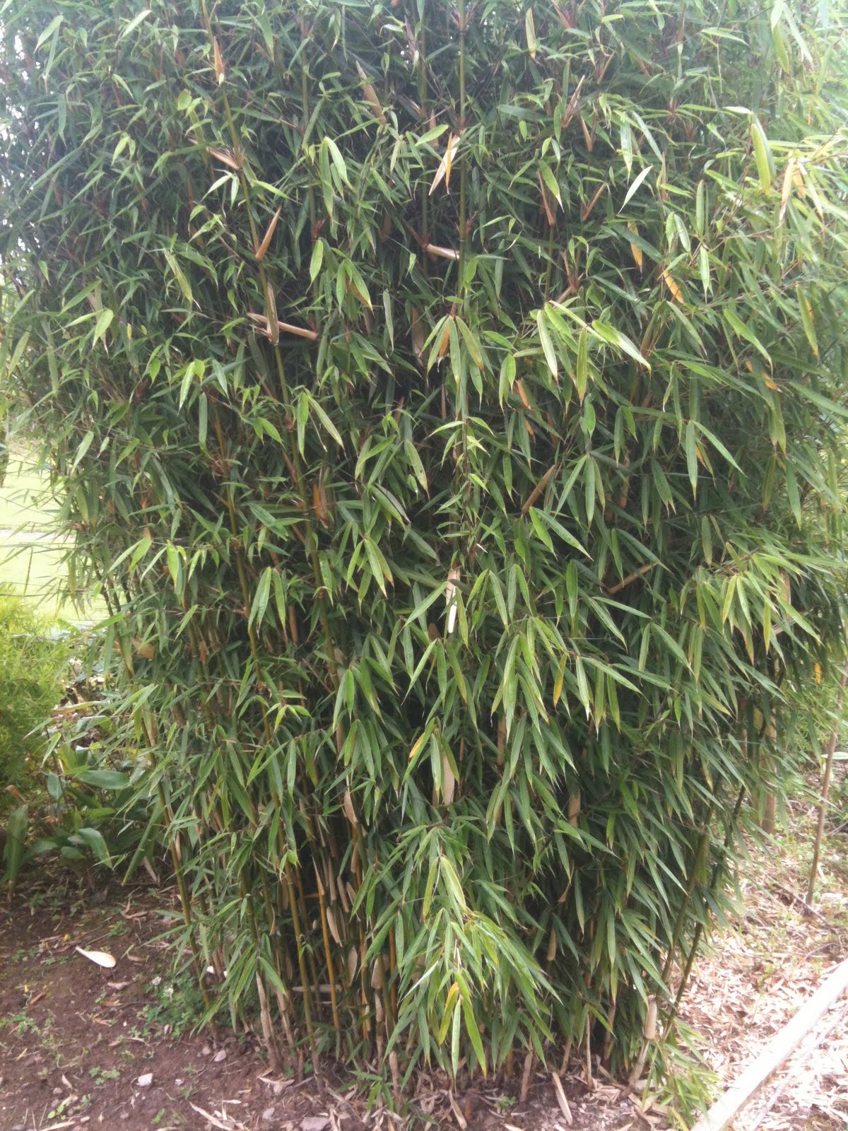 Imogen Bertin: Confused of Cork: Awayday at Stam's Bamboo Nursery, Lismore