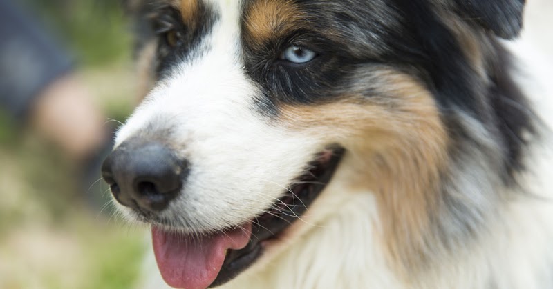 Canine Science is Better than Common Sense