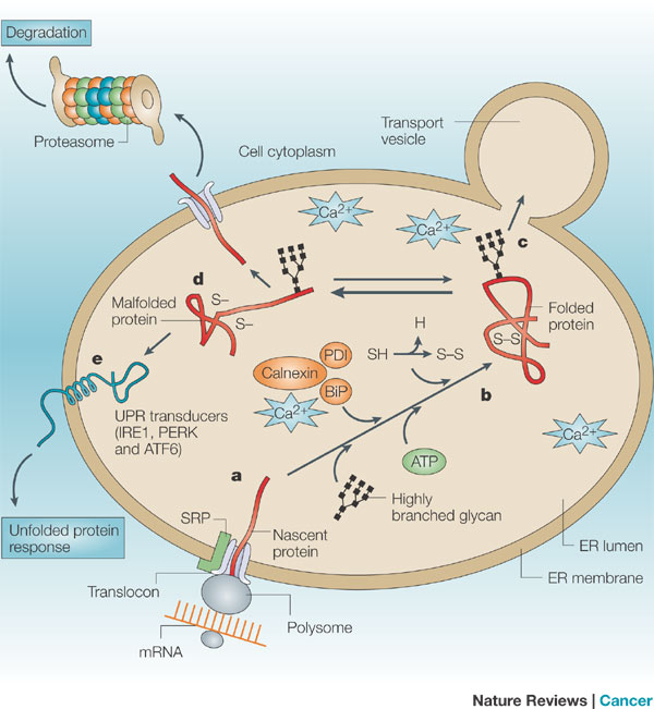 techno-science: Cell Structure and Function