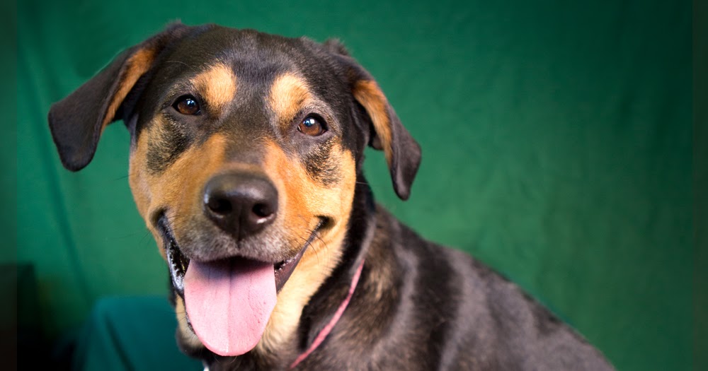 Shelter Dogs of Portland: "DAMSEL" sweet young Lab/Rottie mix