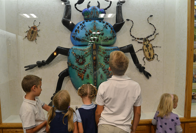 A school of fish: Insect Field Trip to the Monte Bean Museum