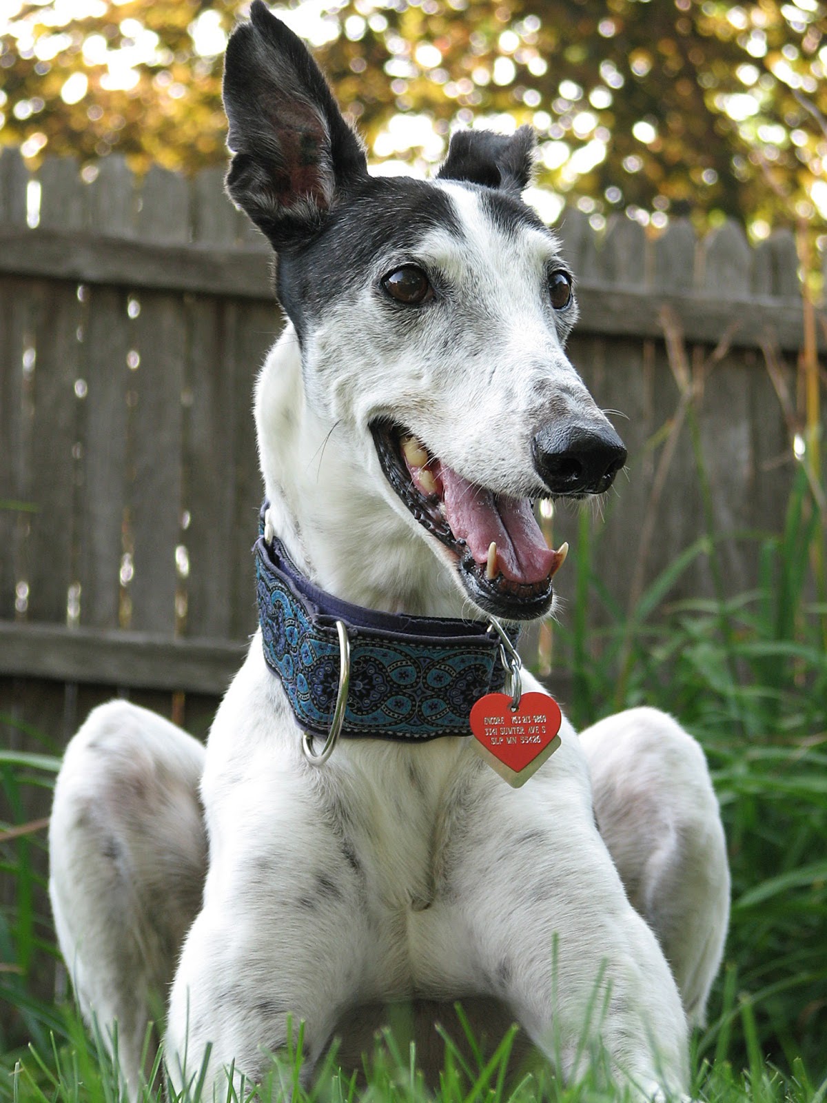 Northern Lights Greyhound Adoption Dog Blog: NLGA Photo Roundup ...