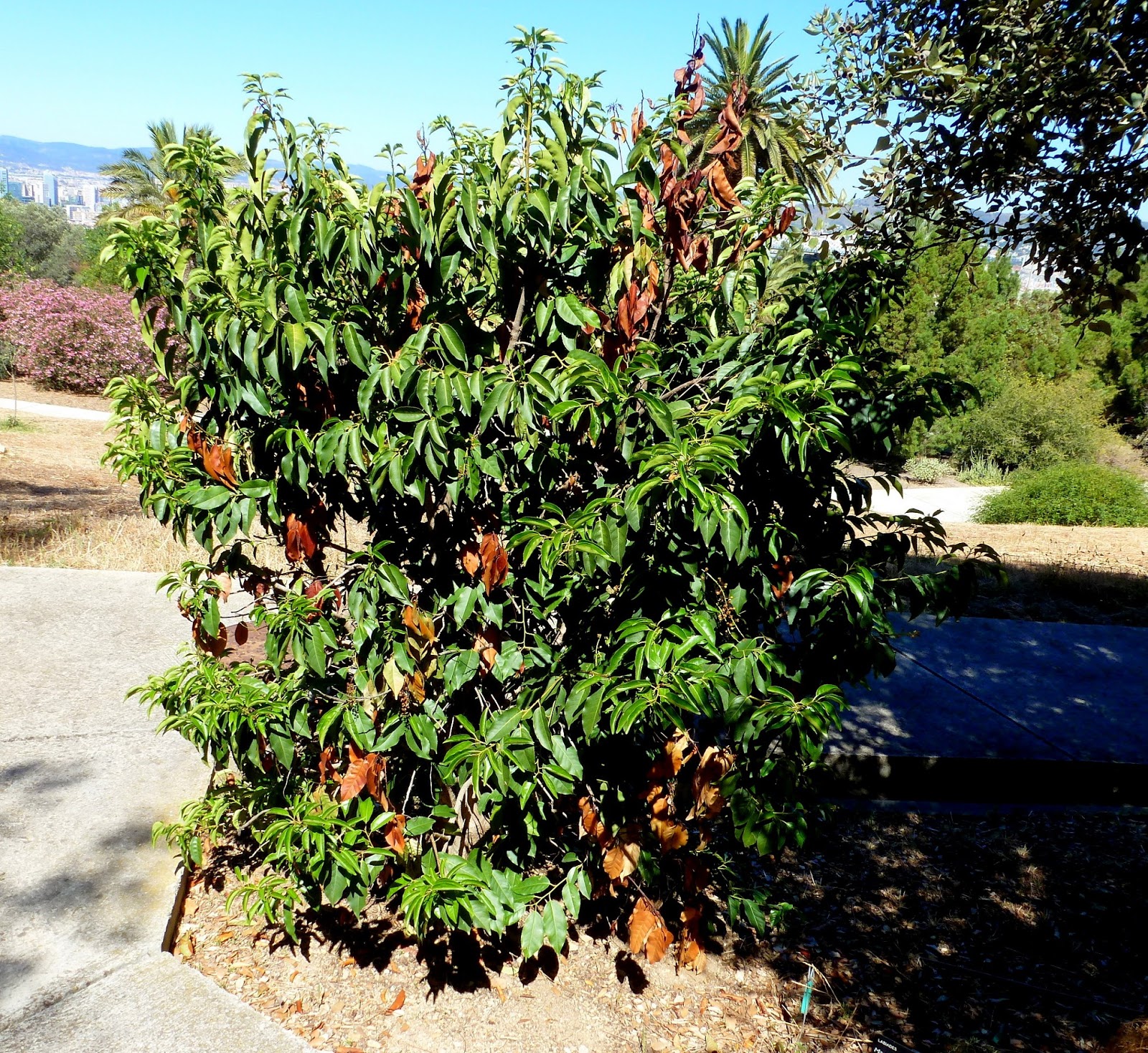 Árboles con alma: Laurel de Portugal. Loro. (Prunus lusitánico)