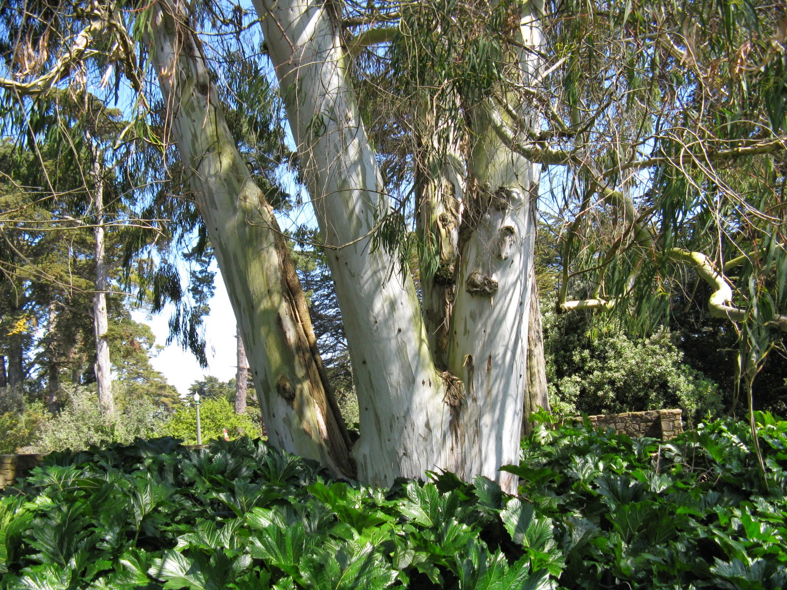 Trees of Santa Cruz County: Eucalyptus viminalis - Manna Gum