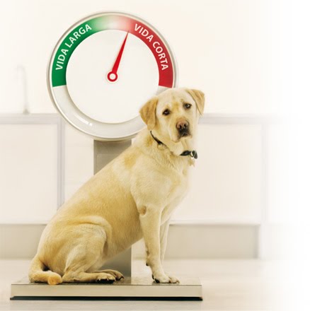 LA MASCOTA FELIZ: Consejos para perros con sobrepeso