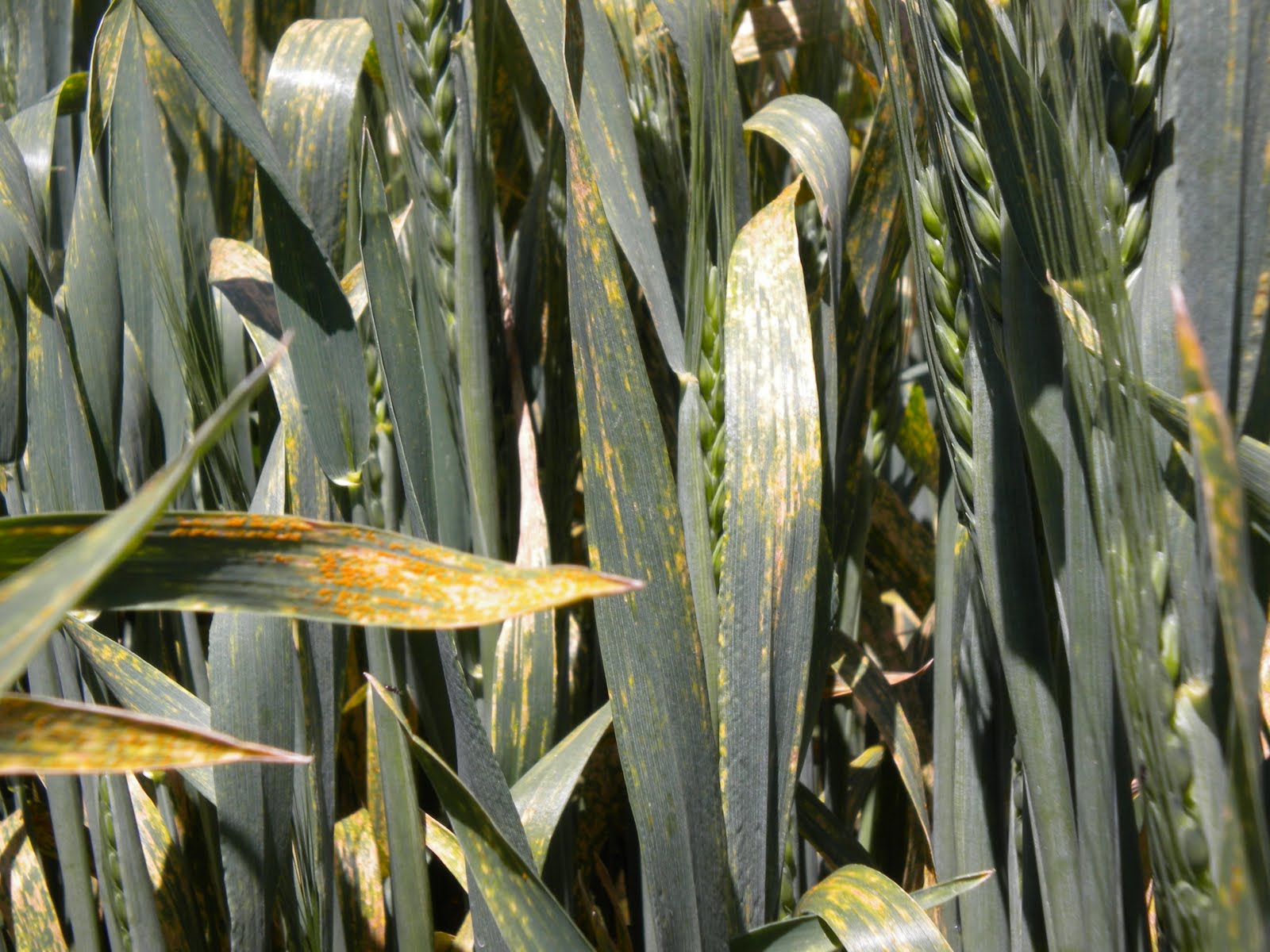 Idaho Wheat Commission News: USDA Identifies Step Rust Resistant Wheat ...
