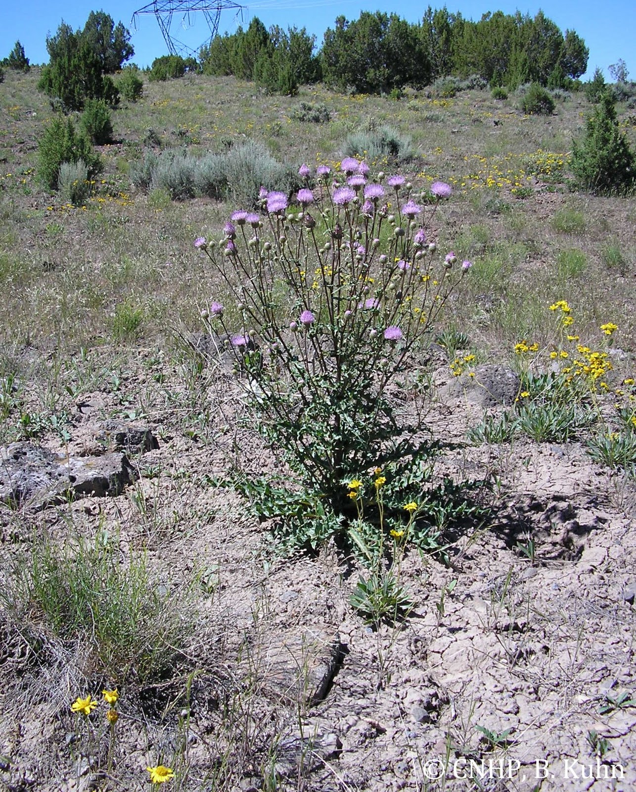 CNHP Blog: Botany A to Z: Cirsium