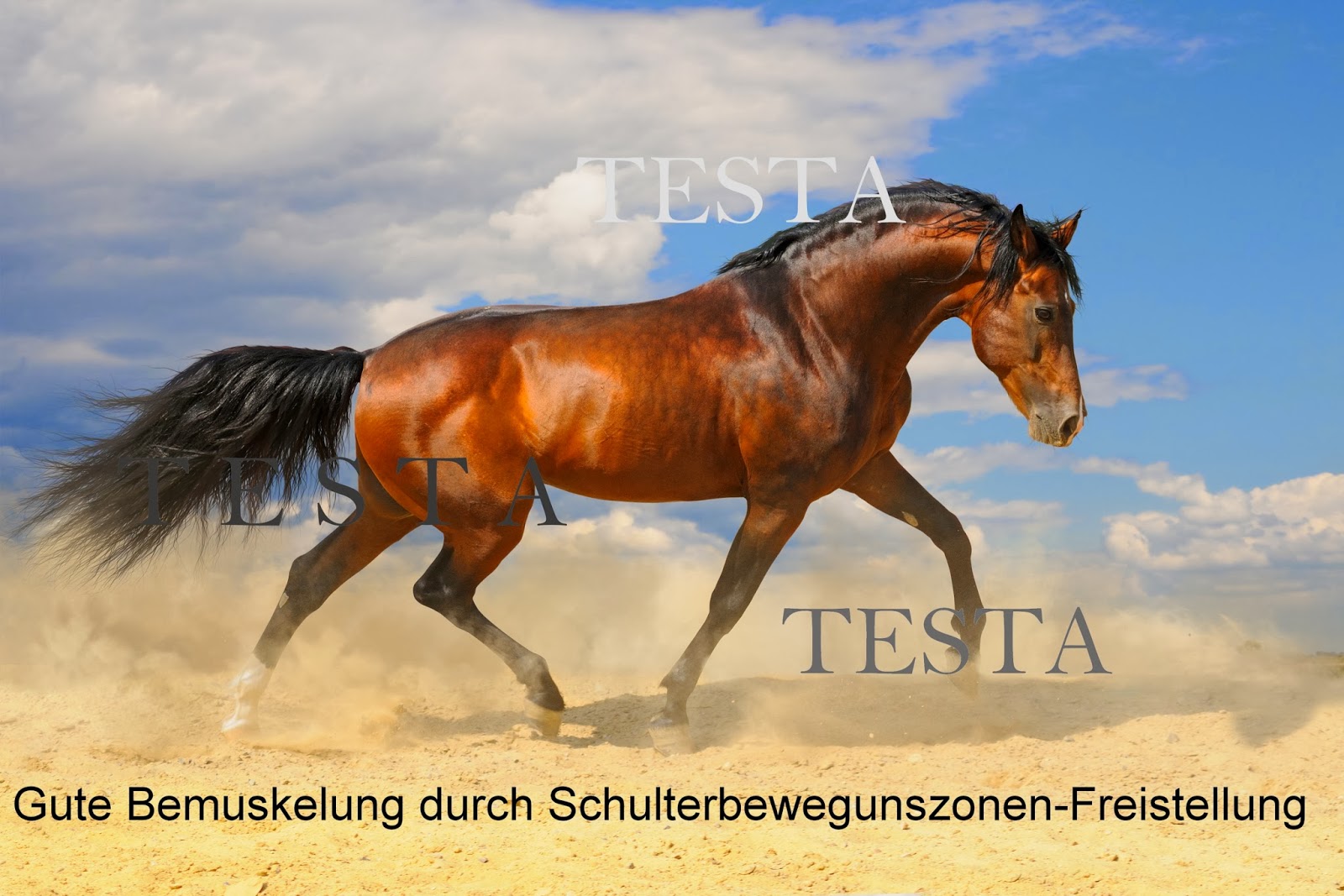 Mein Pferd stolpert: Gründe für das Stolpern und dessen Problem-Lösung.