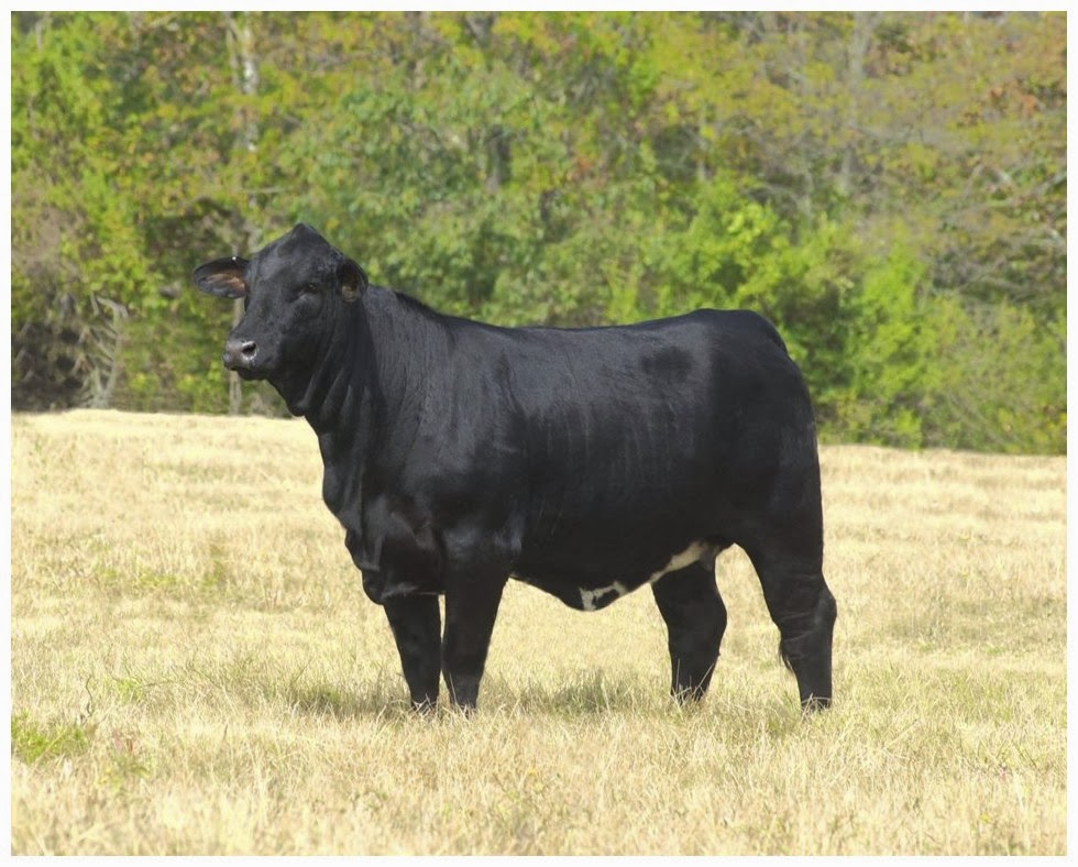 Generalidades de la Ganadería Bovina.: Beefmaster