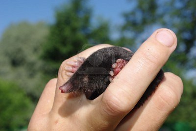 FuchsiaStars® LunarNotes: ☆♥*♥☆ Mole Wisdom,Totem ☆♥*♥☆