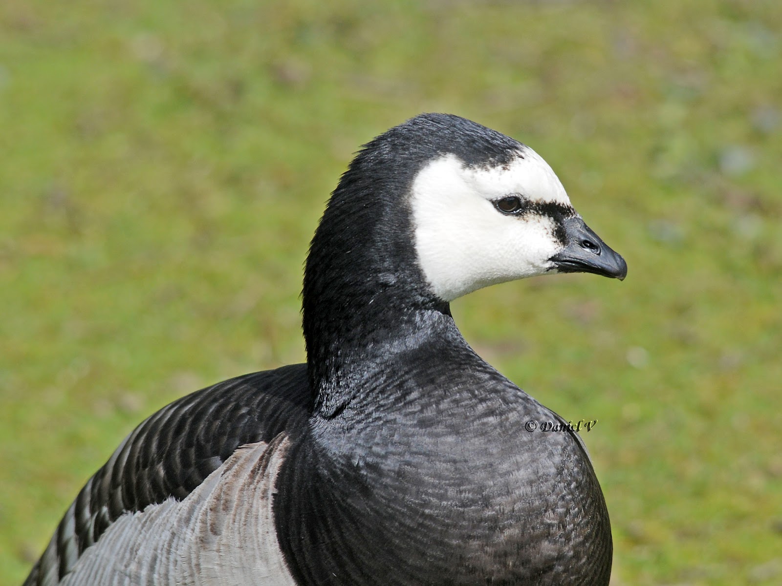 Les oiseaux du 27: La Bernache nonnette, Branta leucopsis