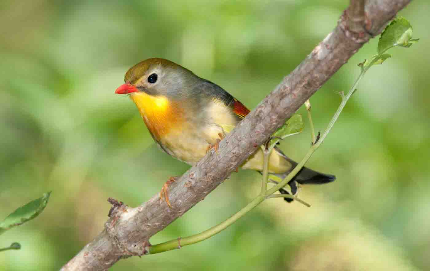EcoDelta: Serra de Collserola 16.02.2013