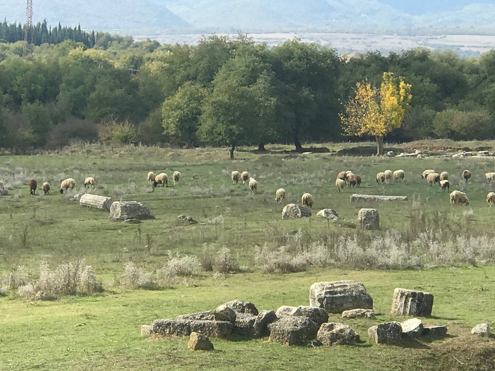 ORTHOLOGIKA: ΓΙΔΙΑ ΚΑΙ ΠΡΟΒΑΤΑ ΣΤΟΥΣ ΑΡΧΑΙΟΛΟΓΙΚΟΥΣ ΧΩΡΟΥΣ ΤΗΣ ...