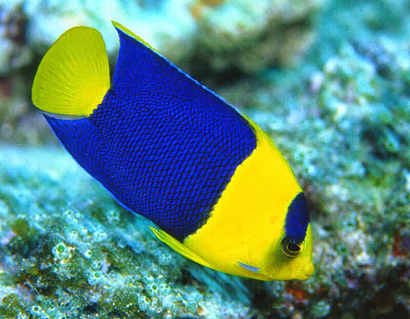 Videos Blog: peixes do mar videos blog