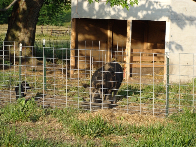 WildernesFamily: Pig housing revised