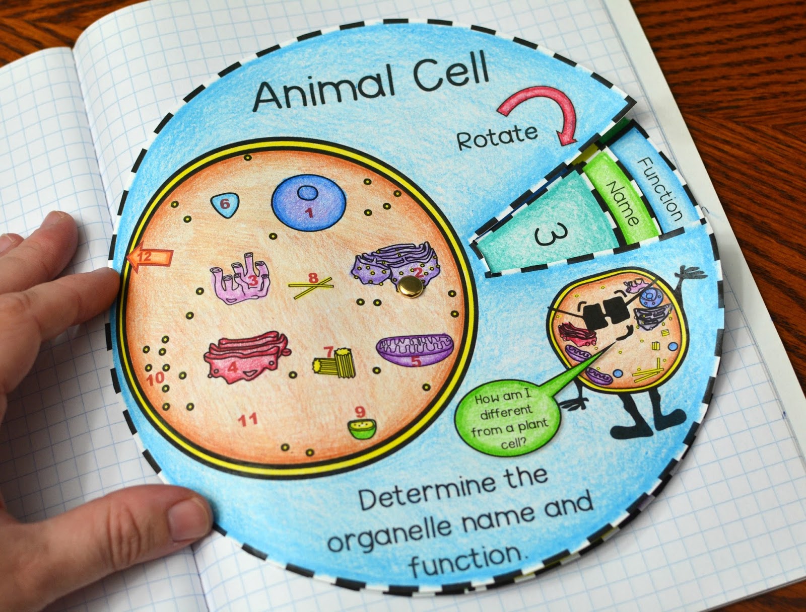 Math in Demand: Animal Cell Foldable