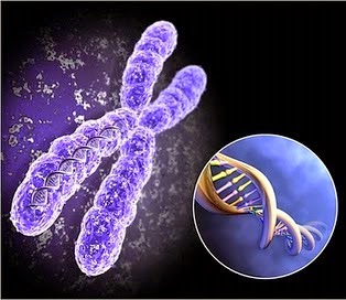 Kromosom - Mydokterhewan