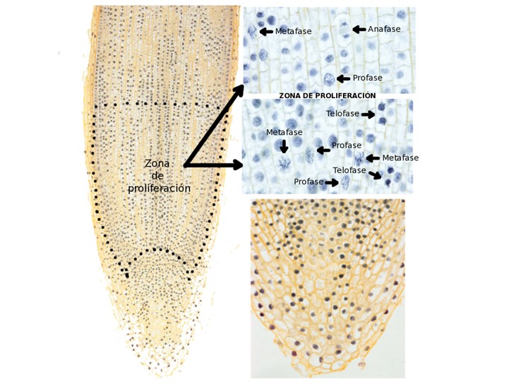 MATERIA, FORMA, CONTORNO Y CRECIMIENTO