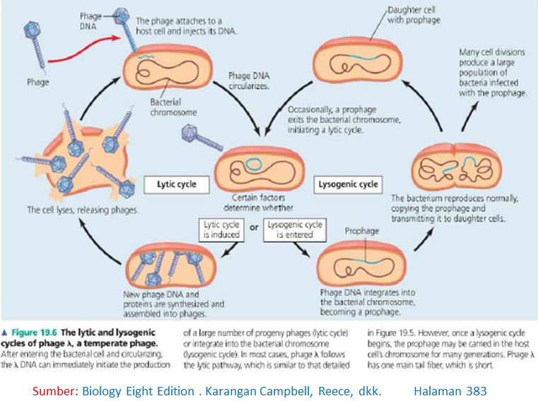 Gambar Siklus Lisogenik