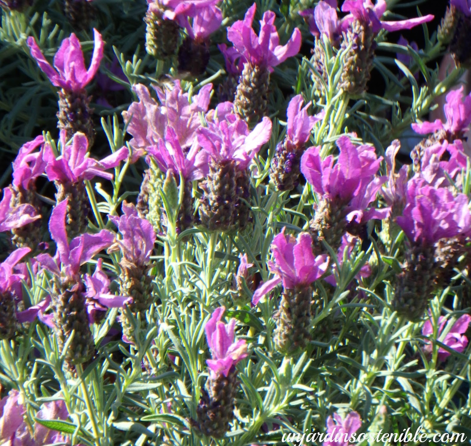 Lavandula Officinalis (Lavanda)