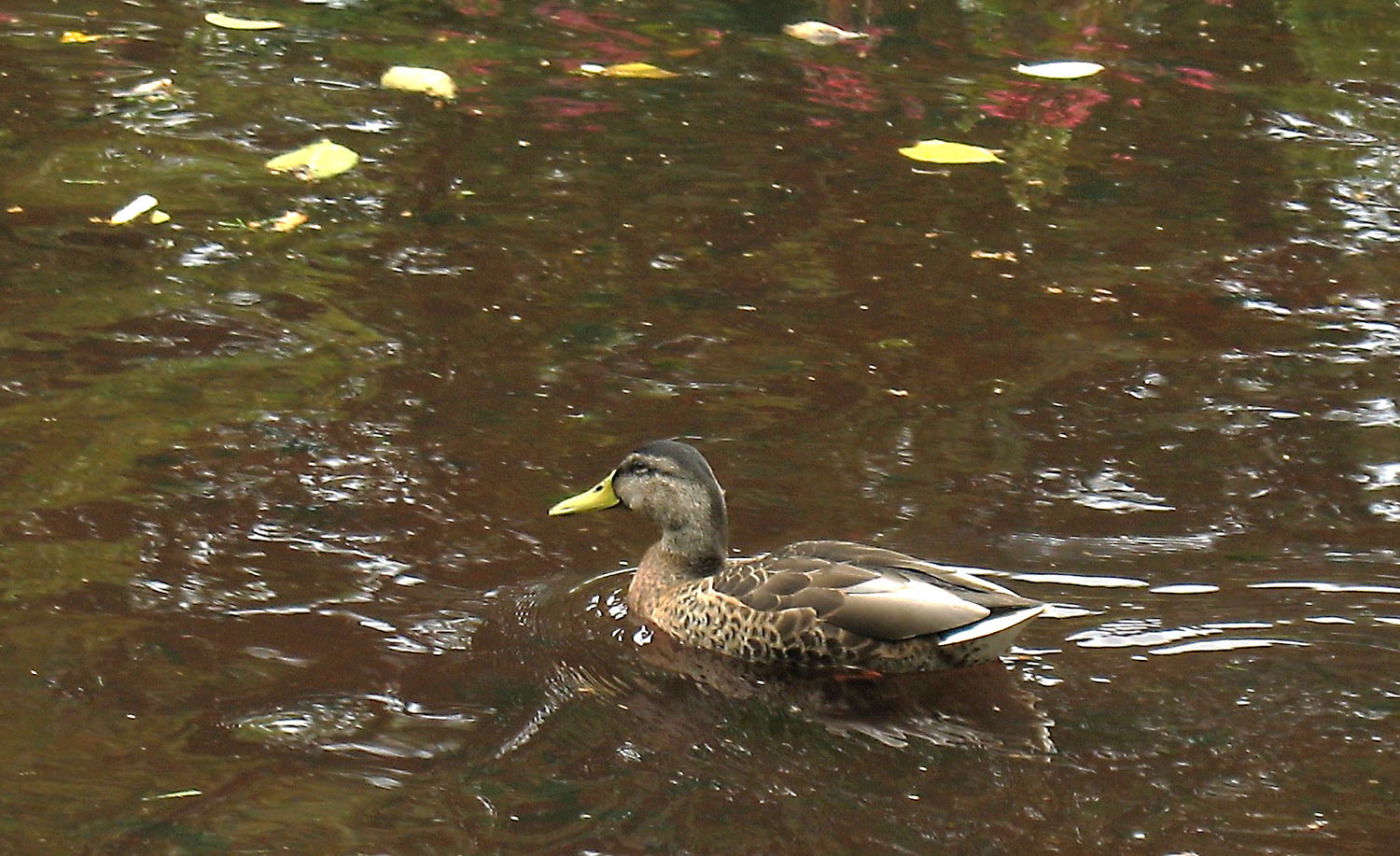 No Rare Birds: Mallard [gräsand]