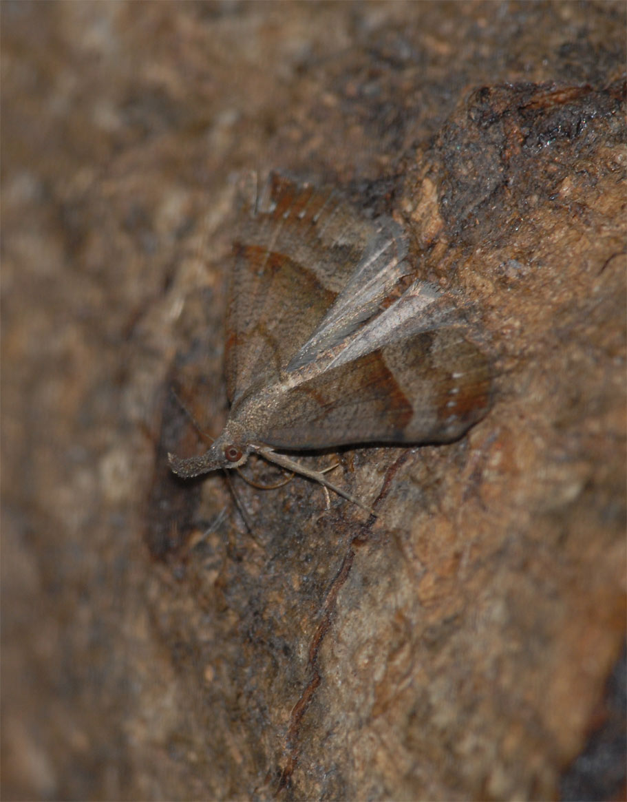 Highs and Lows of Birding: Up to date : Wedding, Moths, birds and Dragons!