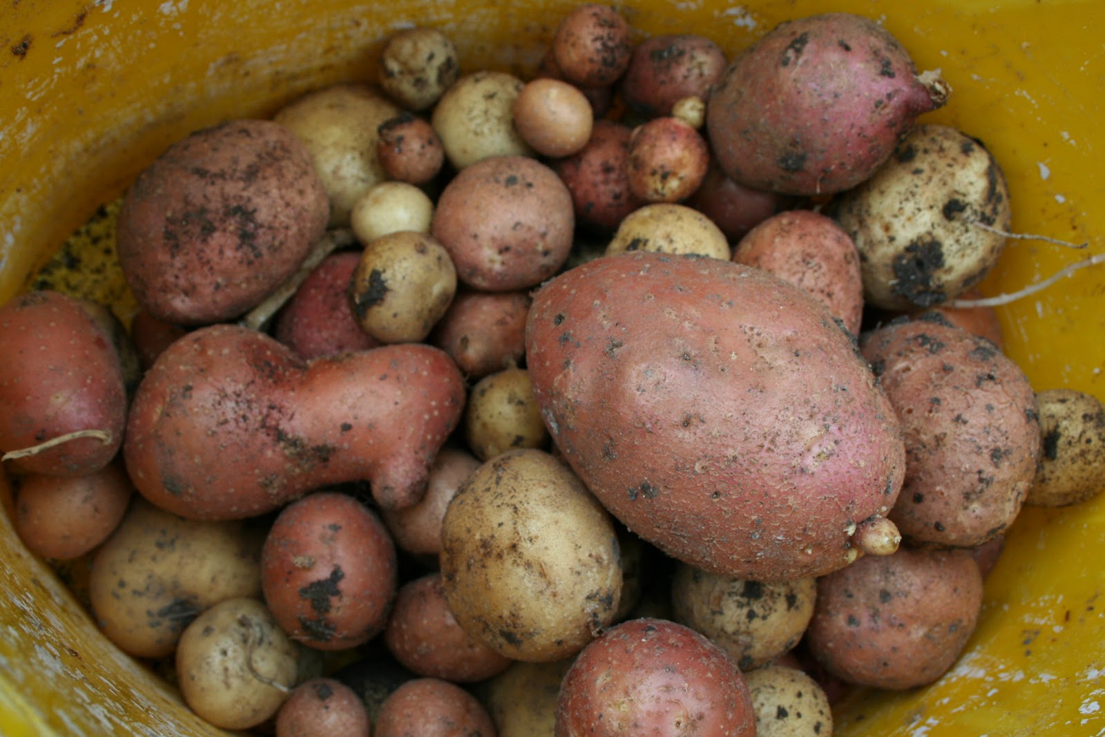 fele apa fele viz: "Turn" de cartofi