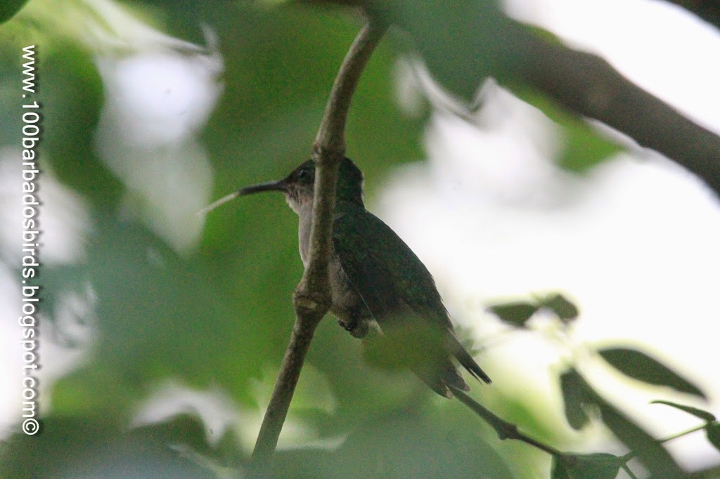 Birds of Barbados: Birding Five Islands in Six Days - St. Thomas USVI