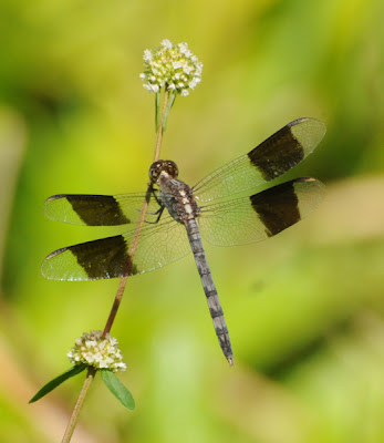 A Wandering Naturalist: Florida: Some Florida Dragonflies