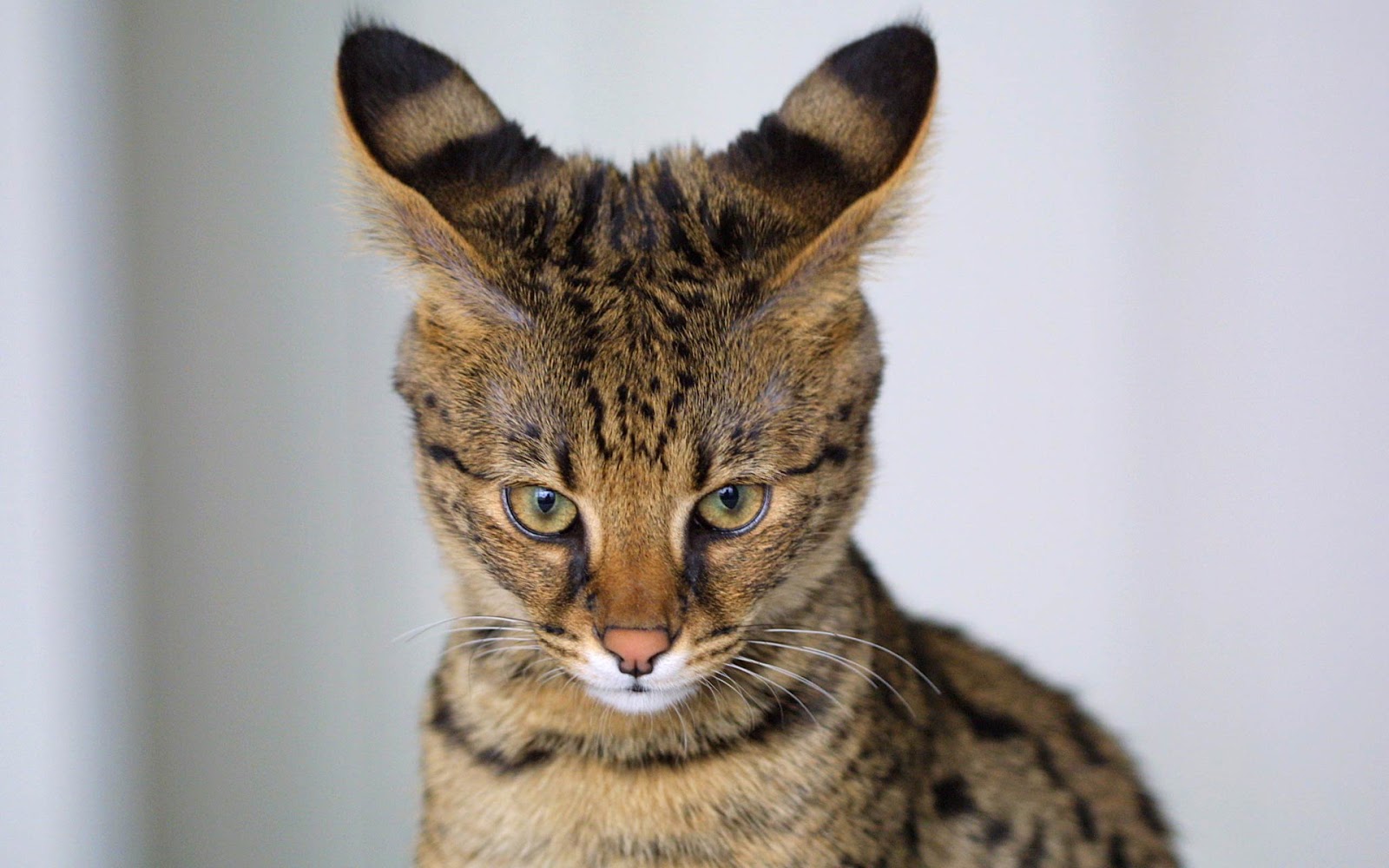 Serval, Kucing Eksotis Dari Afrika ~ Info Terkini