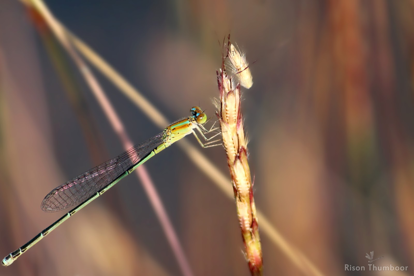 Dragonflies and Damselflies Of Kerala: Blue Sprite / Blue River Damsel ...