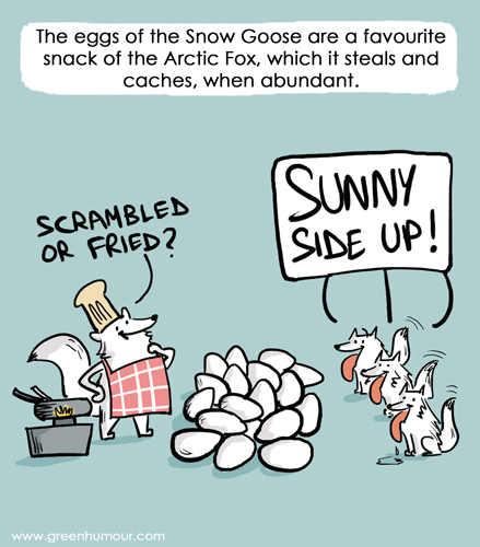 Green Humour: The Fantastic Arctic Fox