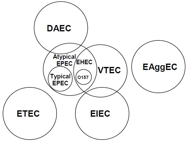 21stcenturynaturalist: Knowing Your E. coli