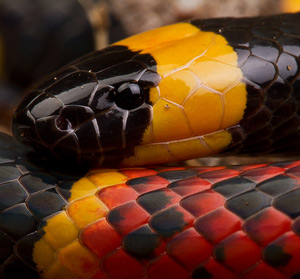 MU-Peter: Warning! Colors! Part 3: Evolution of Coral Snakes