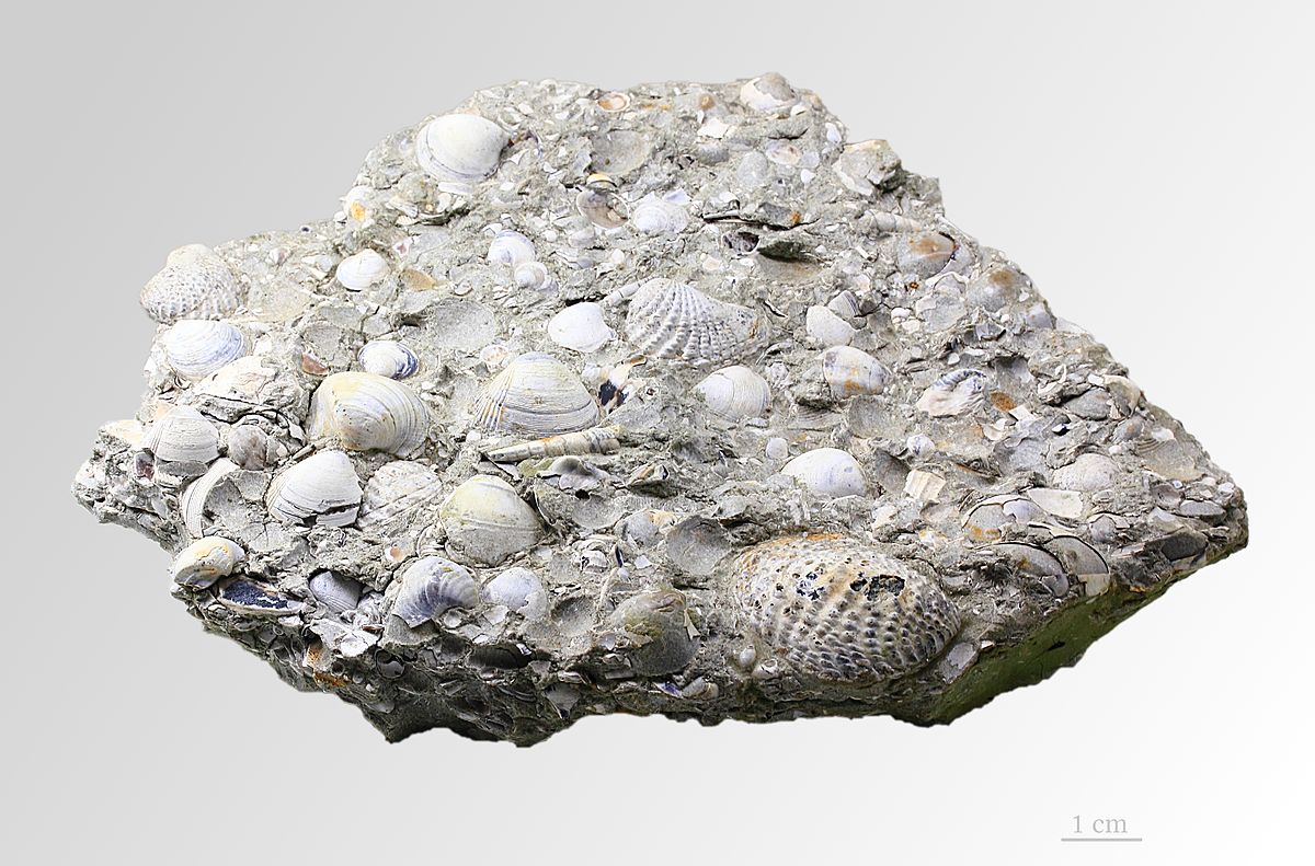 L'angolo della Geologia: Rocce sedimentarie organogene