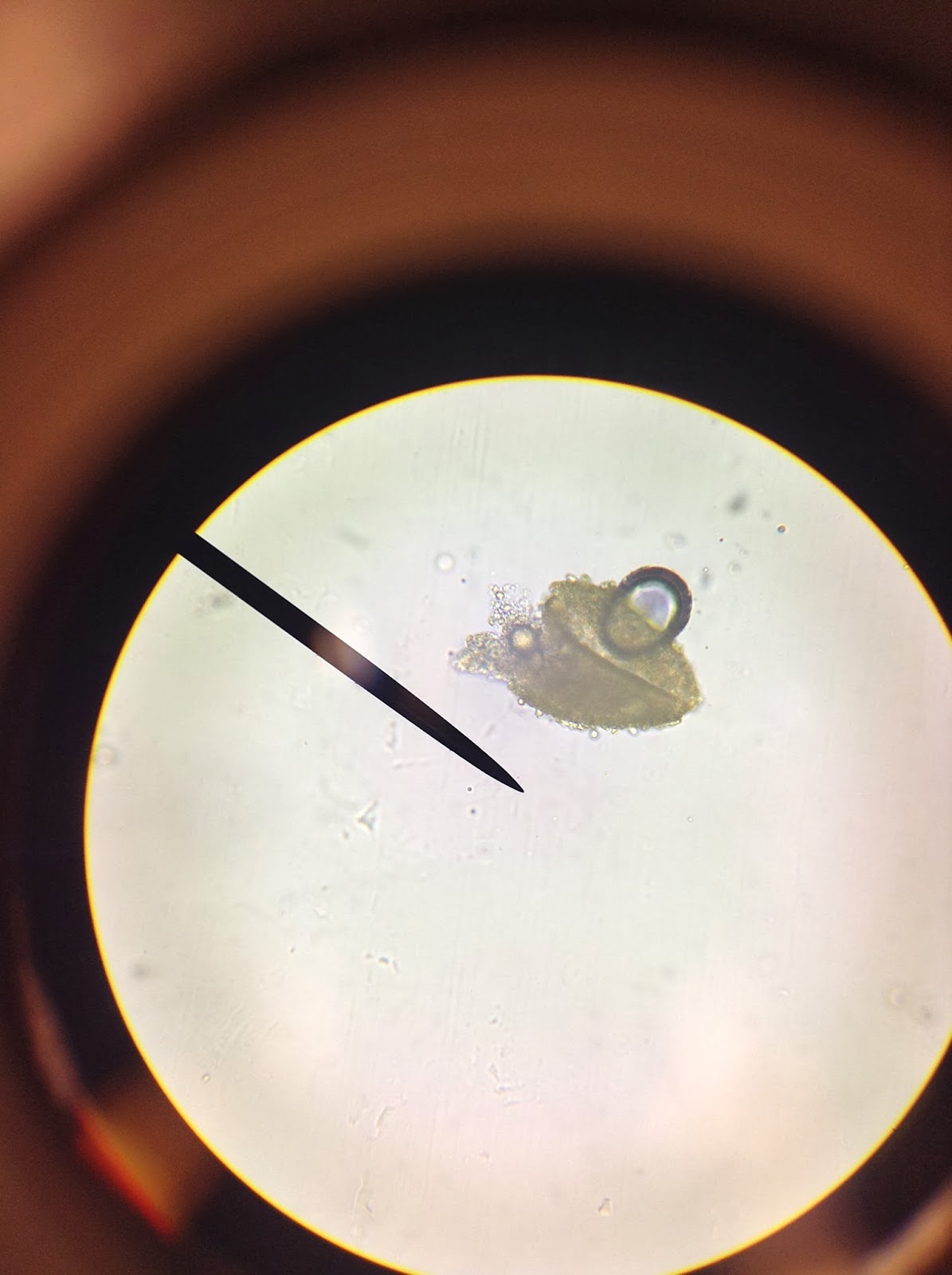 Learning and Investigating Lily Pollen: Compound Light Microscope Pictures