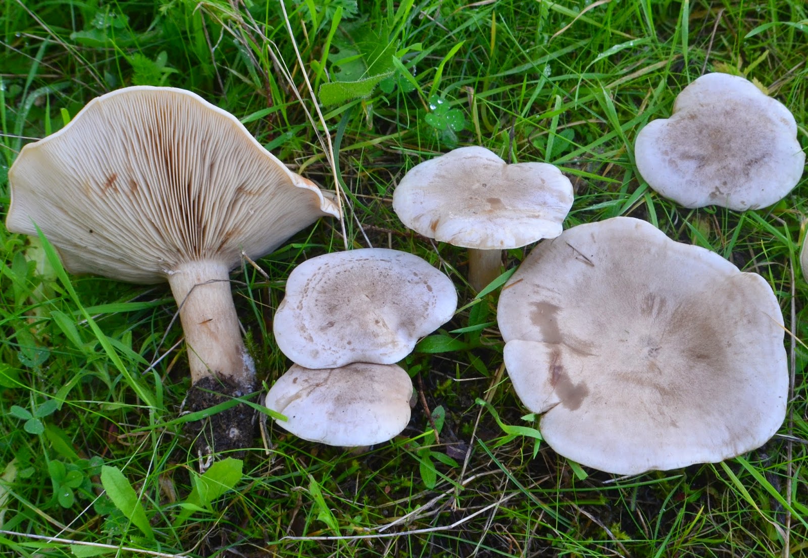 Setas Extremadura : Lepista Panaeolus ( Lepista Luscina)