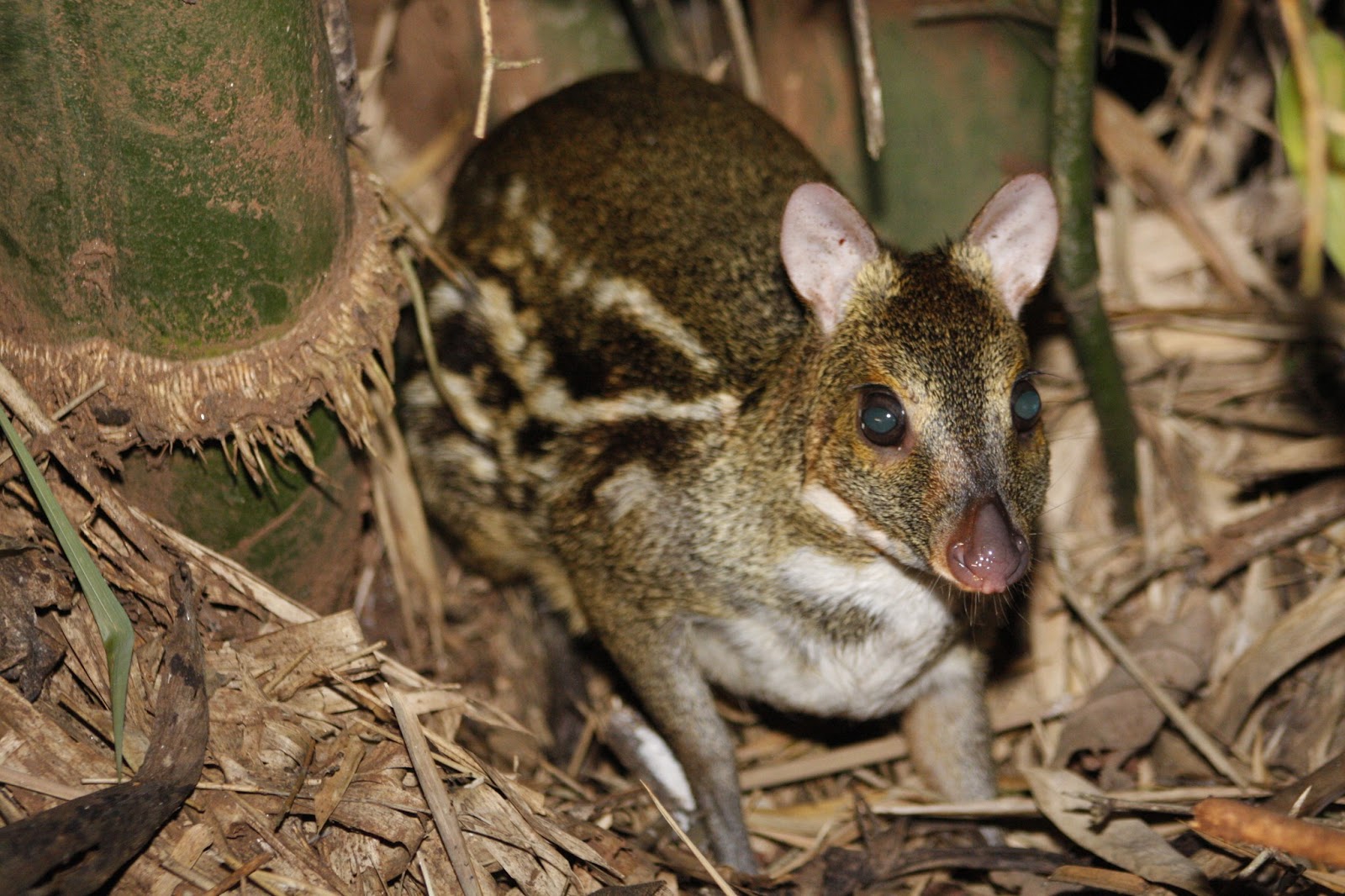 Kariyanshola Trail Package - Kerala Jungles