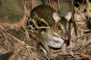 Kariyanshola Trail Package - Kerala Jungles