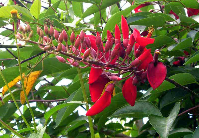 එරබදු [Erabadu] (Erythrina variegata) ~ අපේ ඔසුපැළ Medicinal Plants of ...